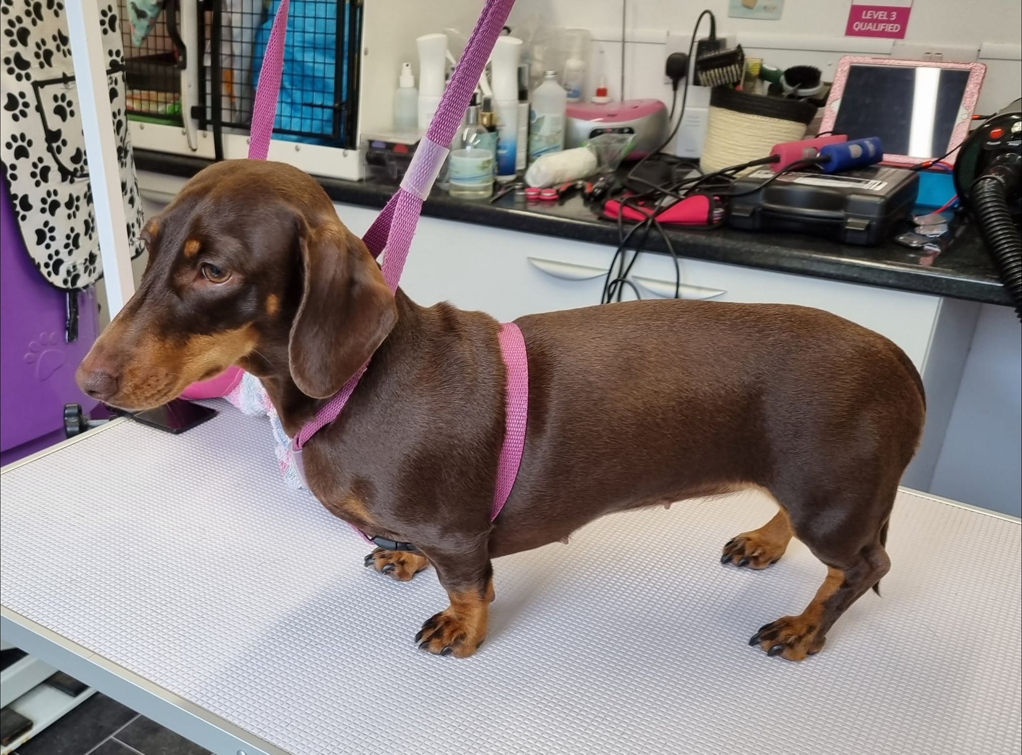 Dog Grooming Form - Suds and Sparkle Pet Services