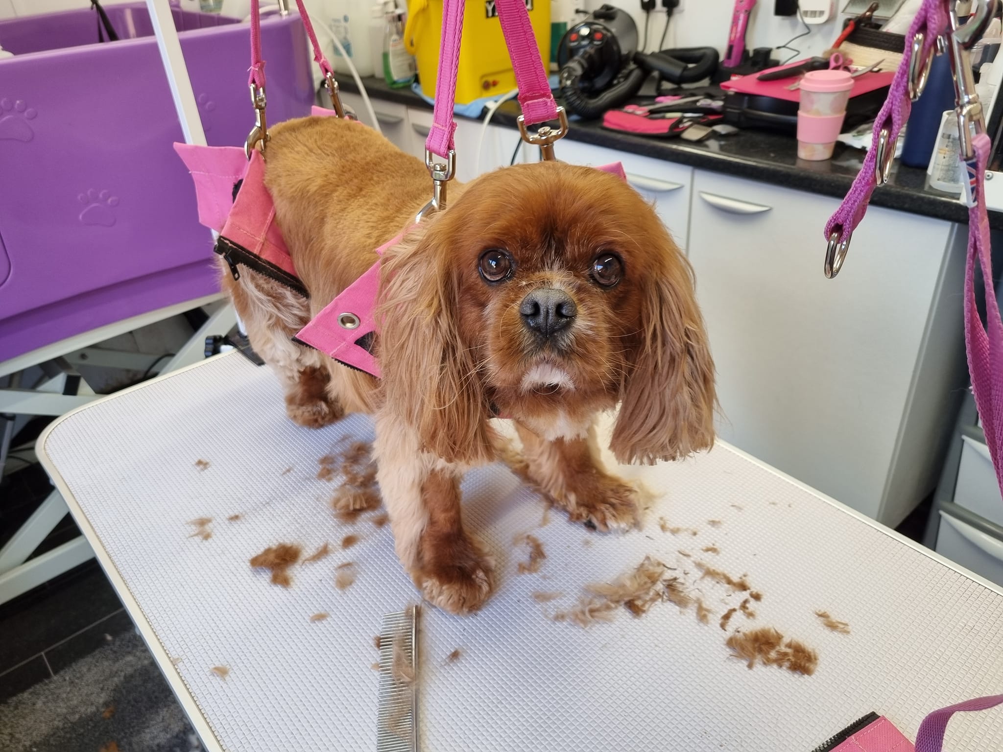 Dog Grooming Form - Suds and Sparkle Pet Services